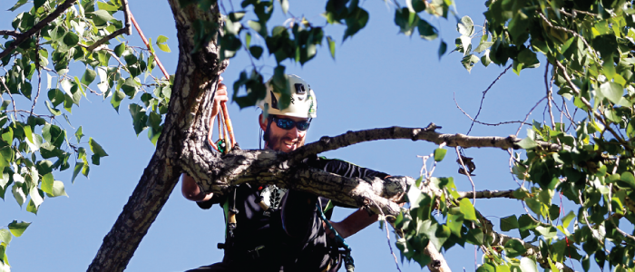 Tree Pruning Denver | Tree Service Colorado