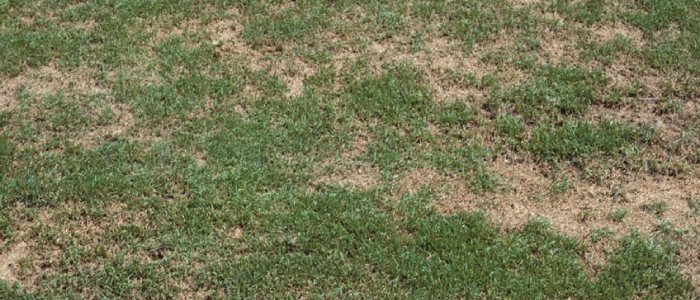 Brown Spots on Lawn Could be the Fungal Disease Ascochyta
