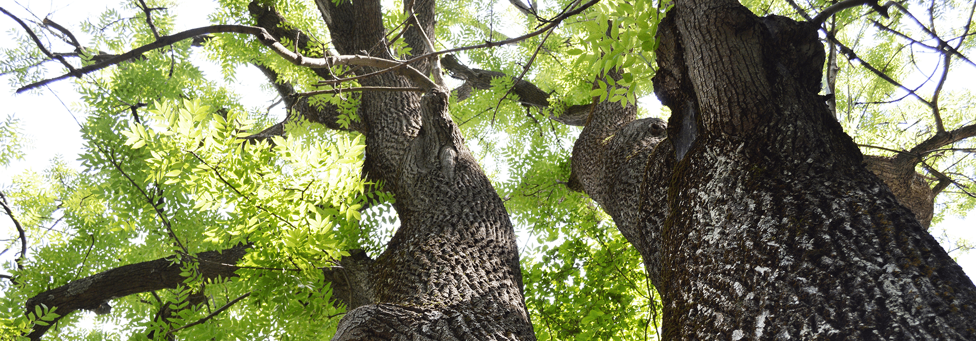 TreeCare - Swingle Landscape, Lawn Care & Tree Service