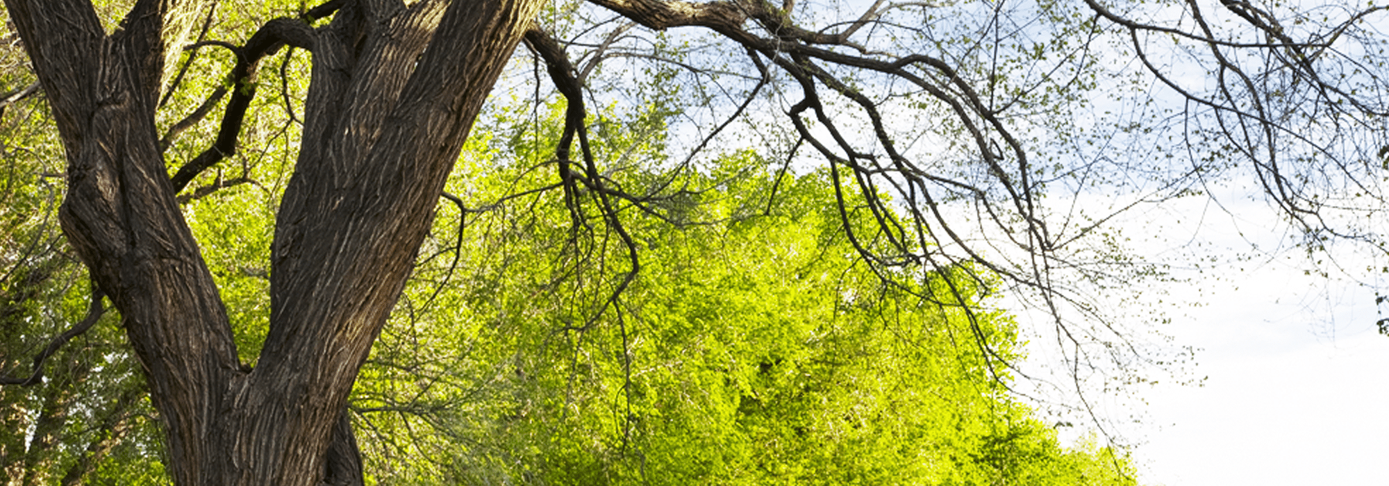 TreeSlider - Swingle Landscape, Lawn Care & Tree Service