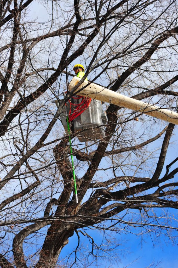 denver_tree_service - Swingle Landscape, Lawn Care & Tree Service