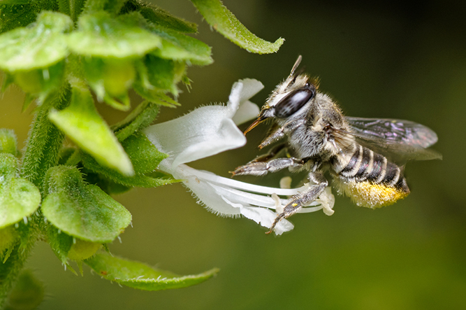 Pollinators - Protecting & Nurturing Native Bees in Landscapes