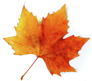 fall-leaf-carlos-caetano - Swingle Landscape, Lawn Care & Tree Service