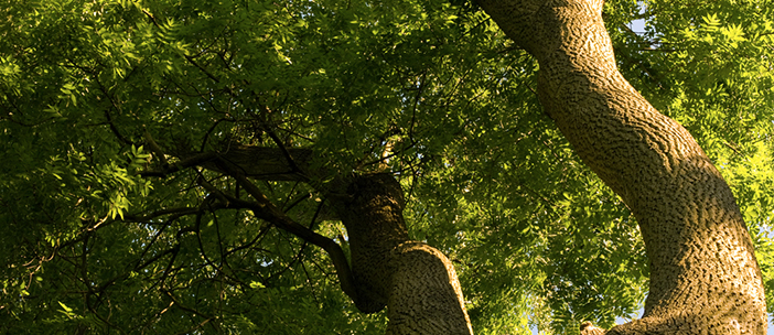 Risks of Overgrown Trees for Property Managers - Swingle Landscape ...