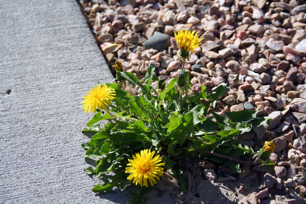 shutterstock_3014781 - Swingle Landscape, Lawn Care & Tree Service