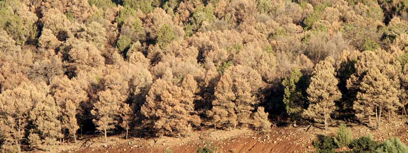 Ips beetles attacking pine and spruce trees across the Front Range