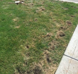 Sod webworms are a big problem for lawns well into the fall