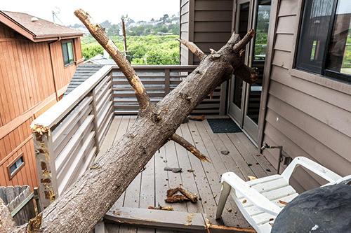 Dead trees on your property are an accident waiting to happen