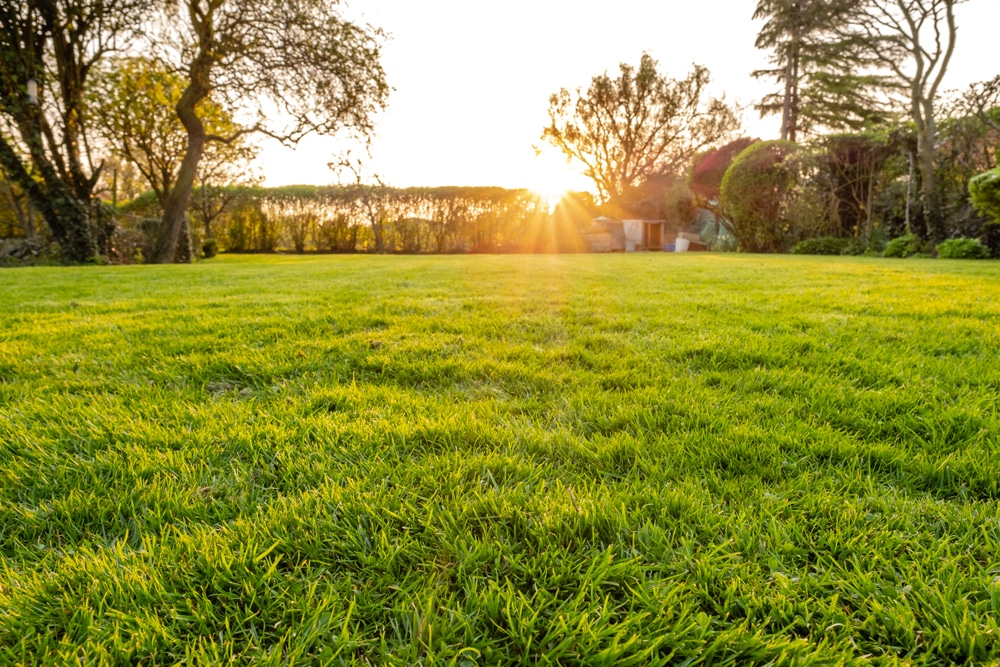 Colorado Lawn Care Tips | 3 Ways to Save Water on Colorado Lawns